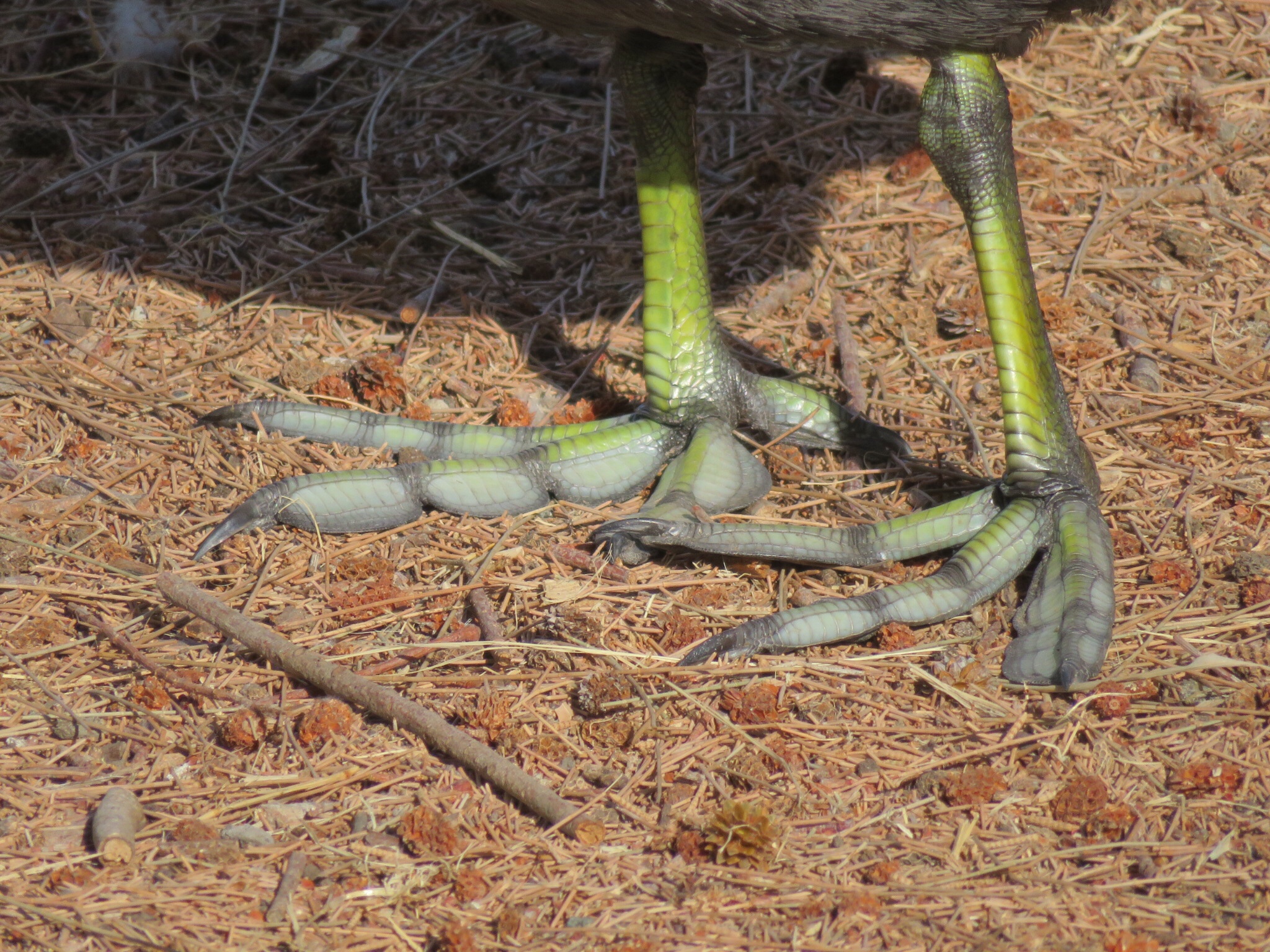 Guajome Park – Heart on the Wing
