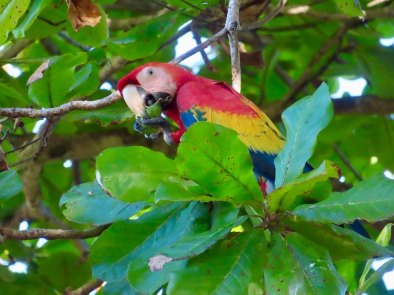 Floating on the Tarcoles – Heart on the Wing