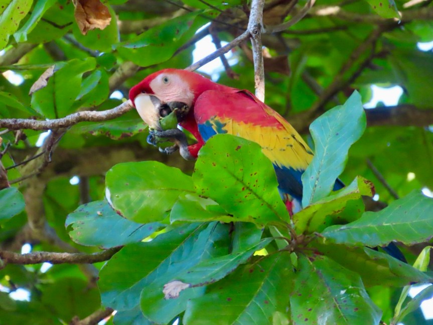 Floating on the Tarcoles – Heart on the Wing