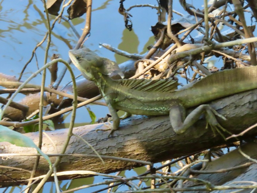 Floating on the Tarcoles – Heart on the Wing