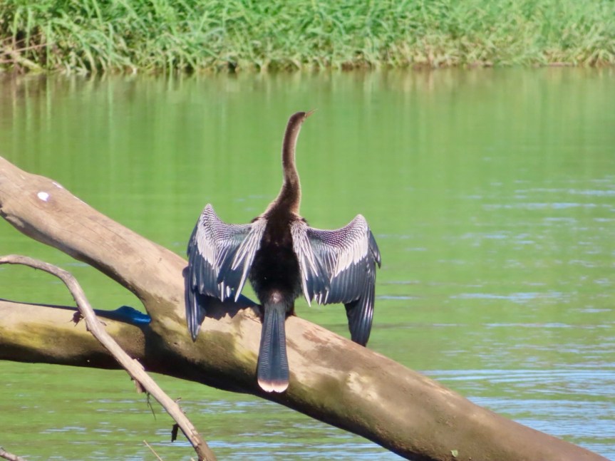 Floating on the Tarcoles – Heart on the Wing